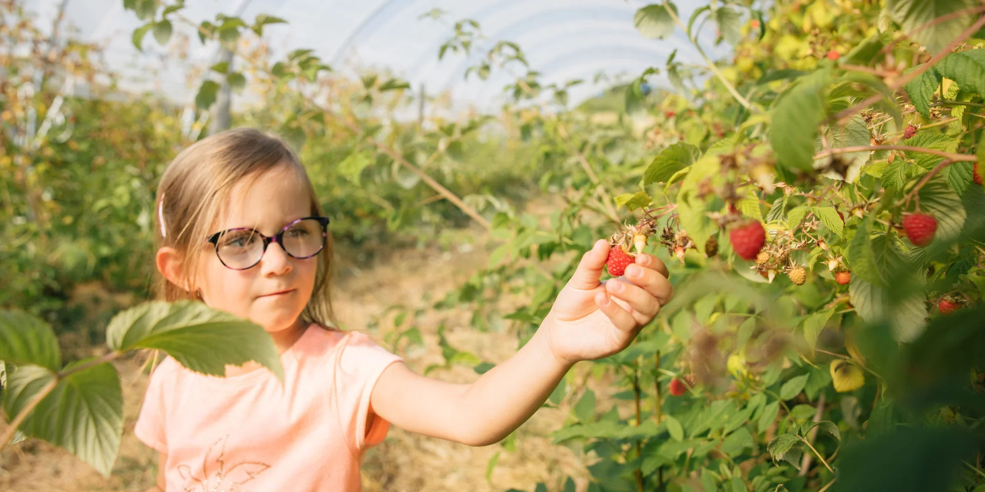 Fruits rouges des Monts du Velay | Office de tourisme du Haut-Lignon ...